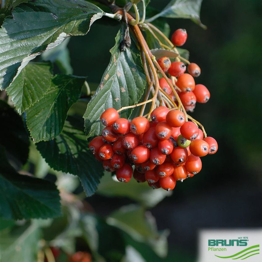 Sorbus aria, Mehlbeere von Bruns Pflanzen