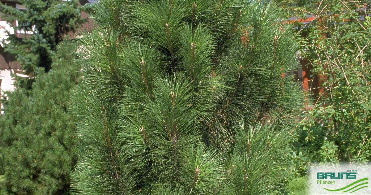 Pinus nigra var. pyramidata von Bruns Pflanzen