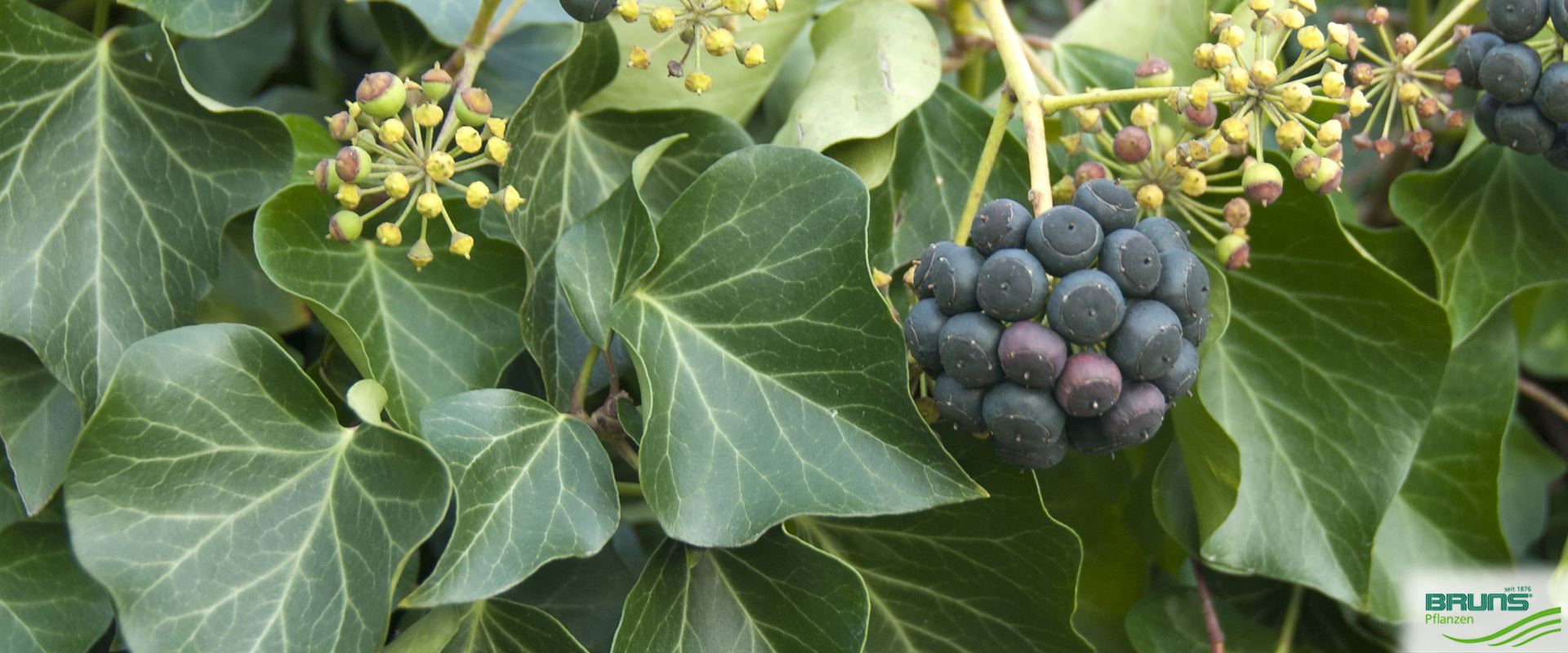 Hedera helix 'Arborescens', Strauch-Efeu von Bruns Pflanzen