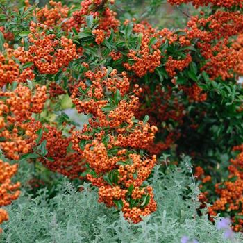 Pyracantha 'Orange Glow' von Bruns Pflanzen