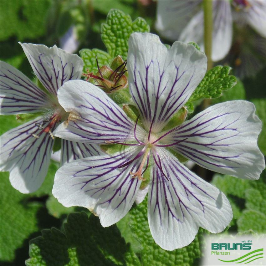 Geranium renardii von Bruns Pflanzen