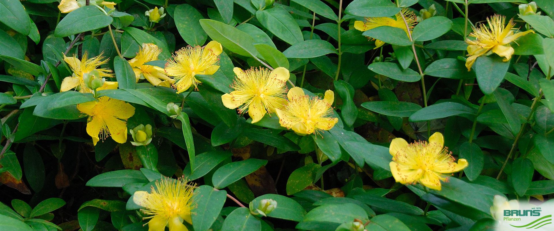 Hypericum calycinum, Rose of Sharon von Bruns Pflanzen