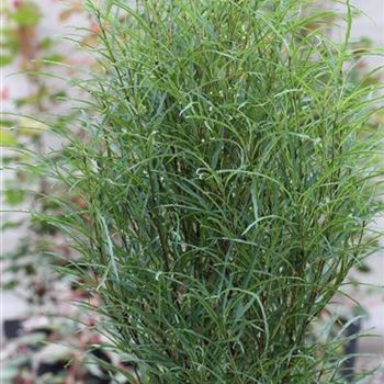 Rhamnus frangula, Alder buckthorn von Bruns Pflanzen