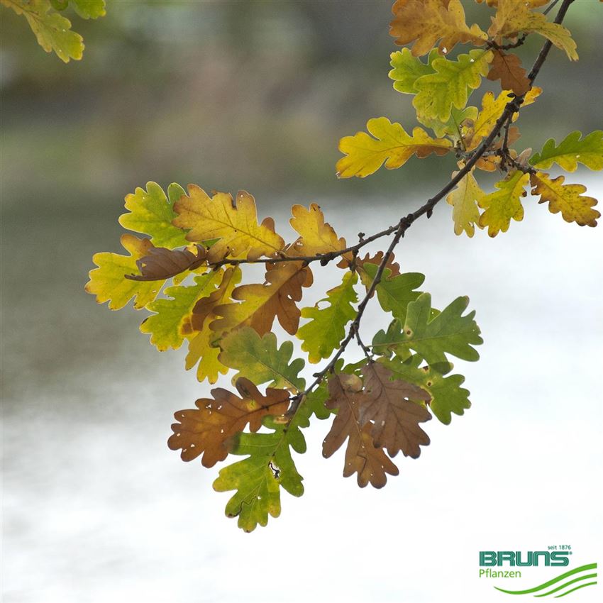Quercus robur, chêne pédonculé von Bruns Pflanzen