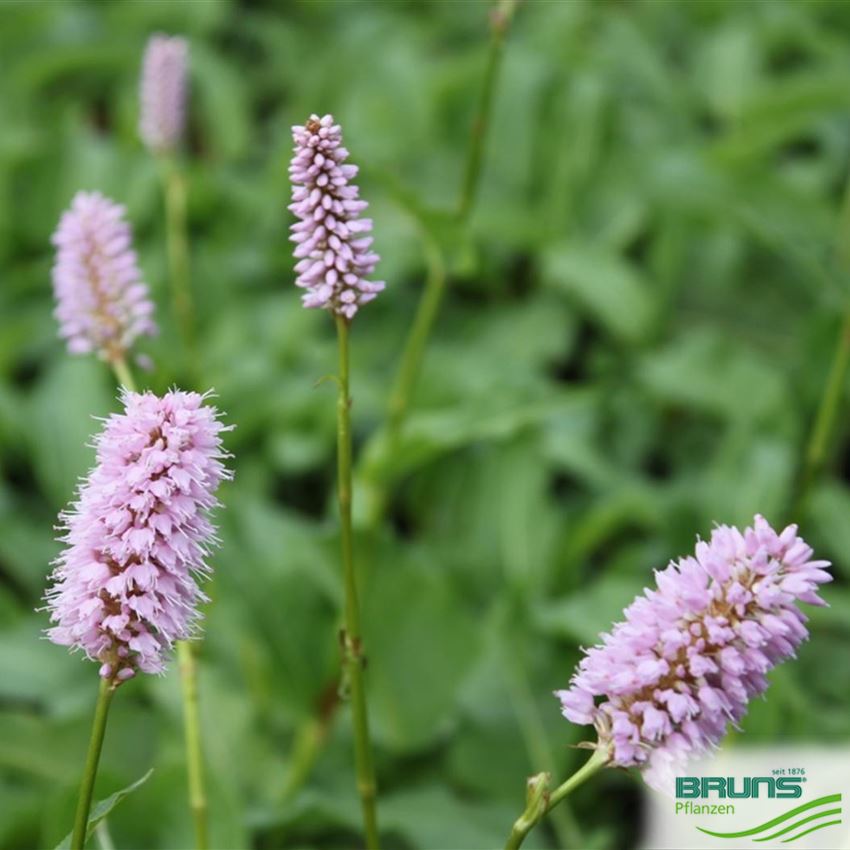 Bistorta officinalis, Bistort von Bruns Pflanzen