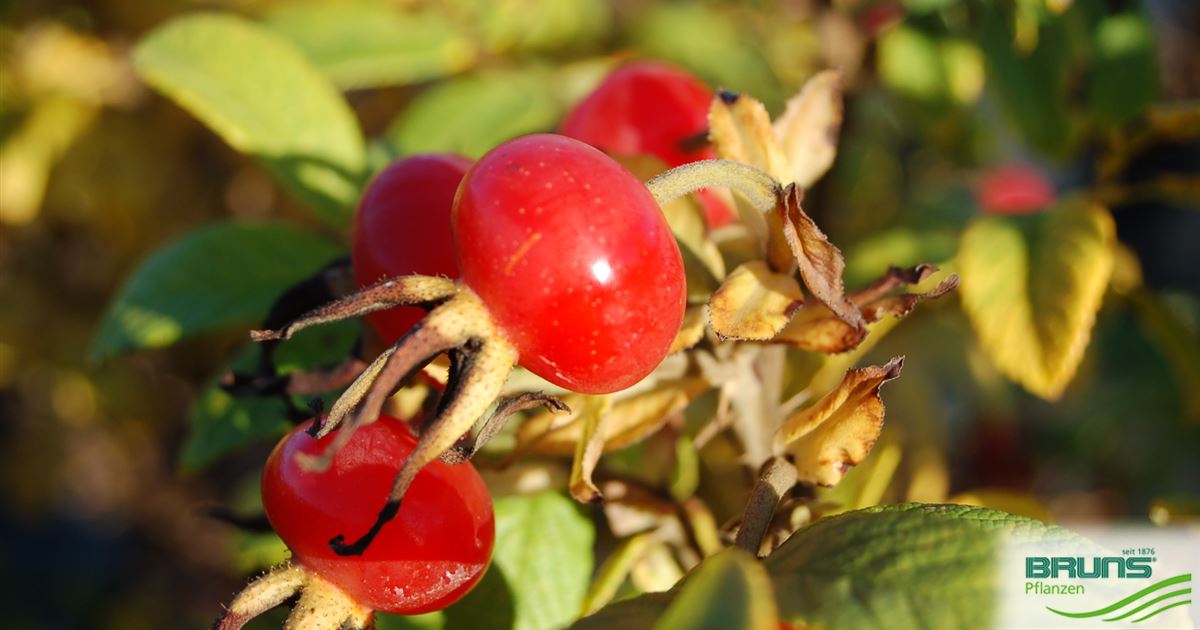 Rosa rugosa 'Alba' von Bruns Pflanzen