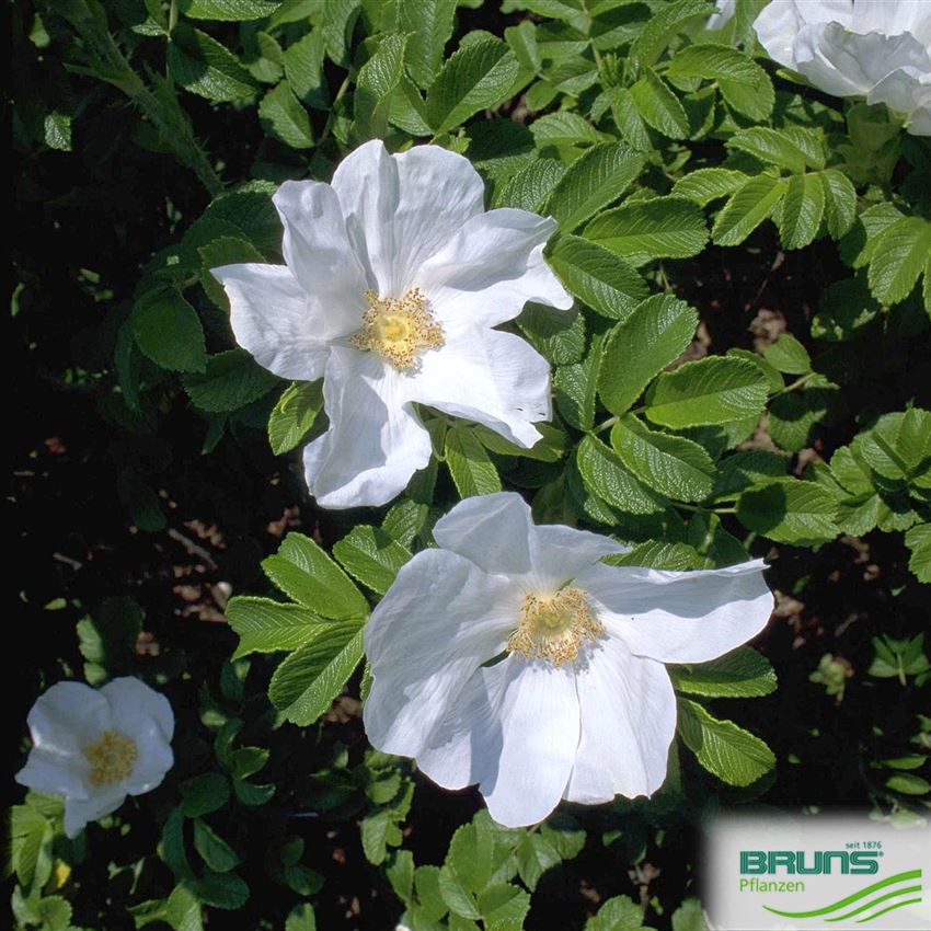 Rosa rugosa 'Alba' von Bruns Pflanzen