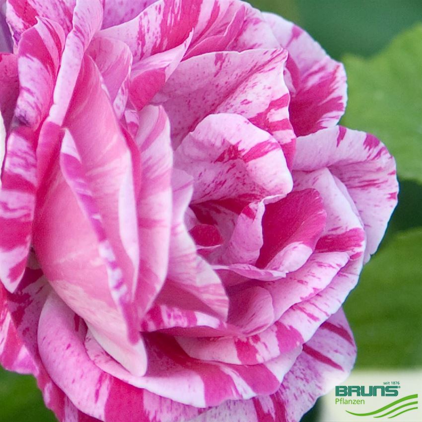 Strauchrose 'Ferdinand Pichard' von Bruns Pflanzen
