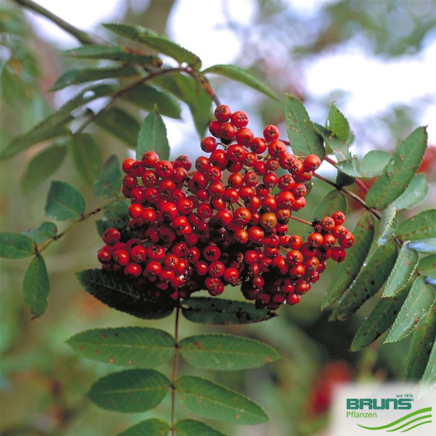 Sorbus decora, Showy mountain ash von Bruns Pflanzen