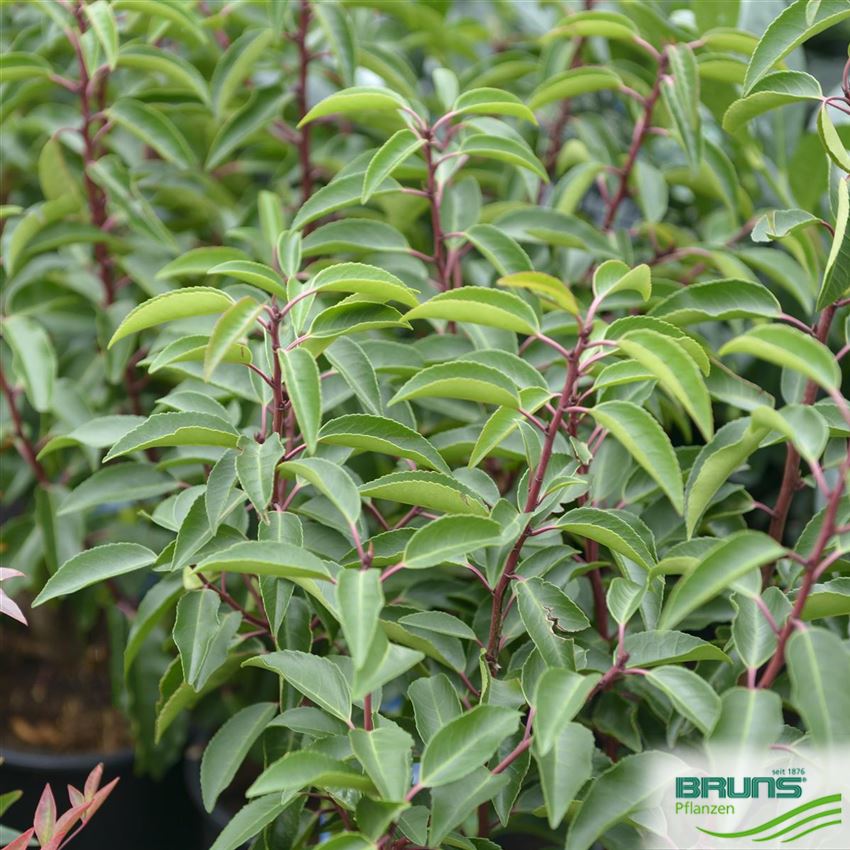 Prunus lusitanica 'Angustifolia' von Bruns Pflanzen