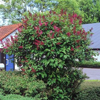 Syringa prestoniae 'Redwine' von Bruns Pflanzen