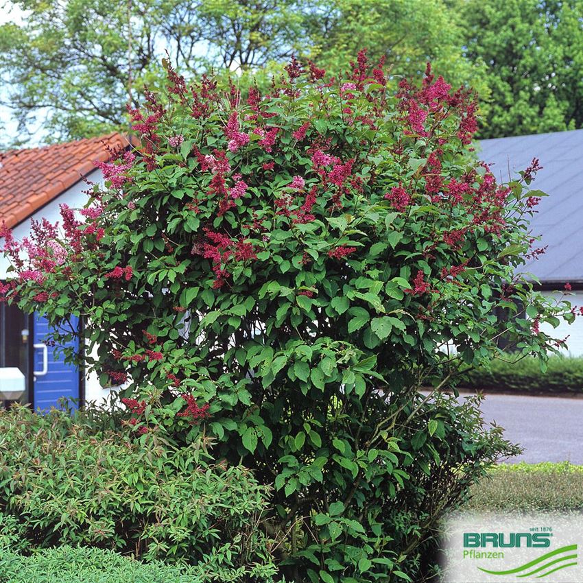 Syringa prestoniae 'Redwine' von Bruns Pflanzen
