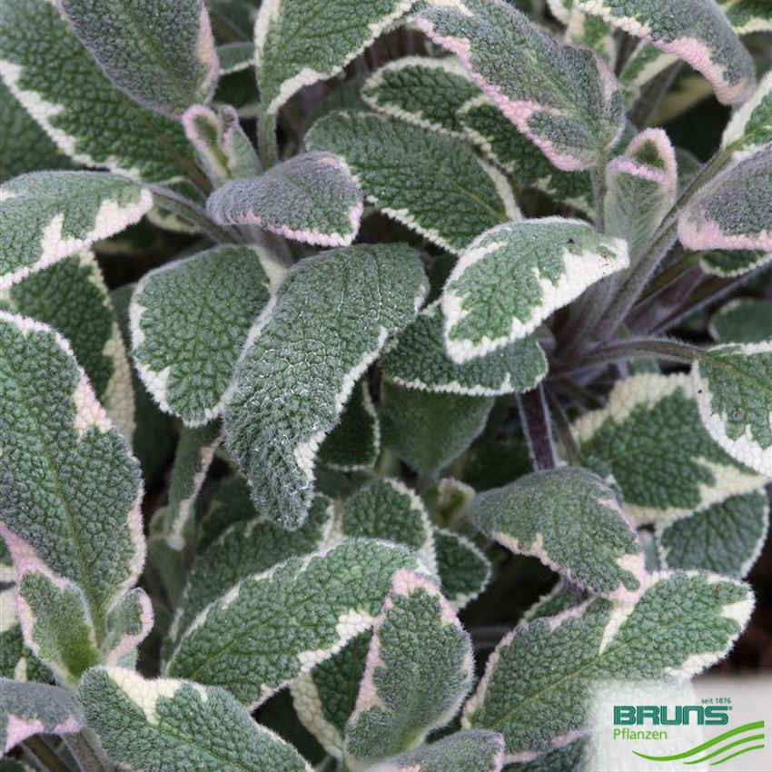 Salvia officinalis 'Tricolor' von Bruns Pflanzen