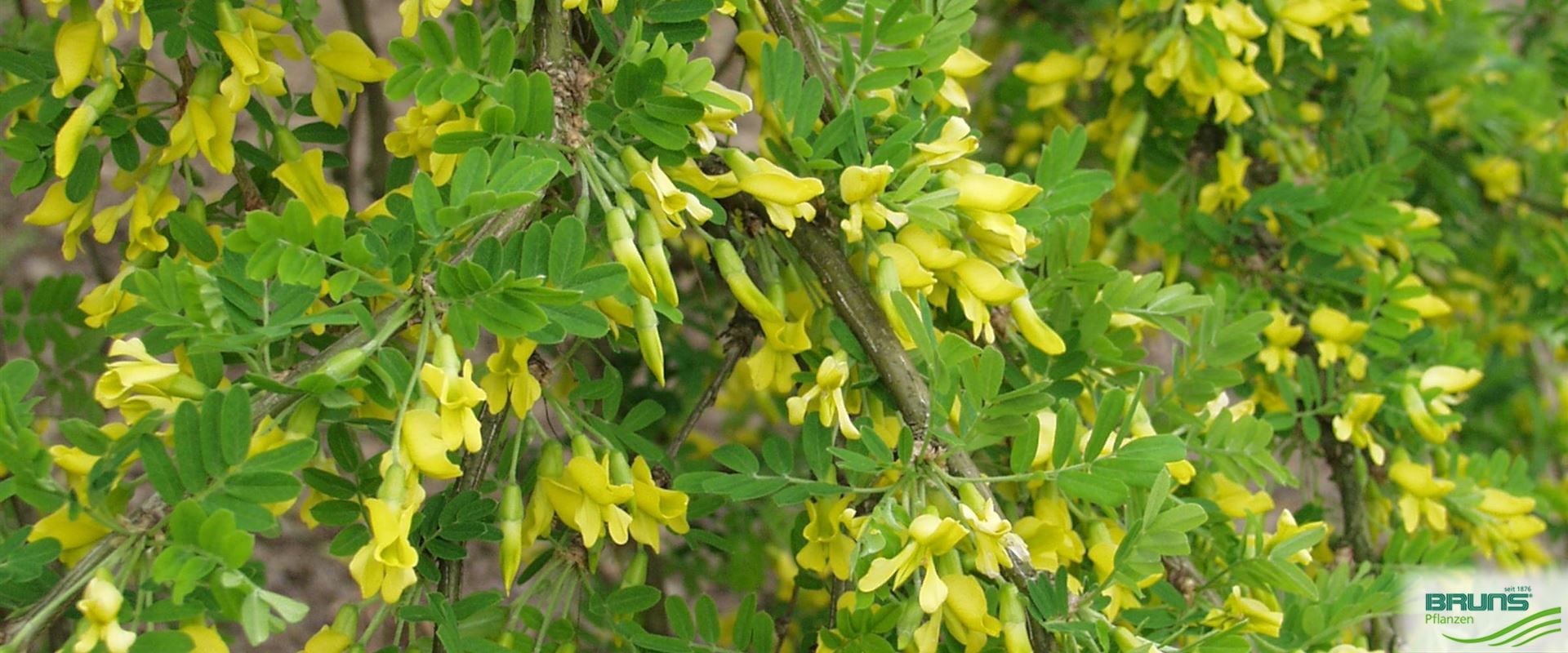 Caragana arborescens 'Pendula' von Bruns Pflanzen
