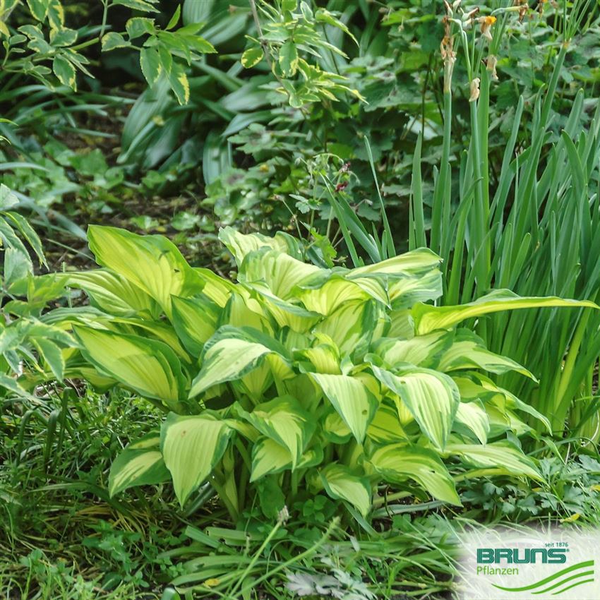 Hosta fortunei 'Albopicta' von Bruns Pflanzen