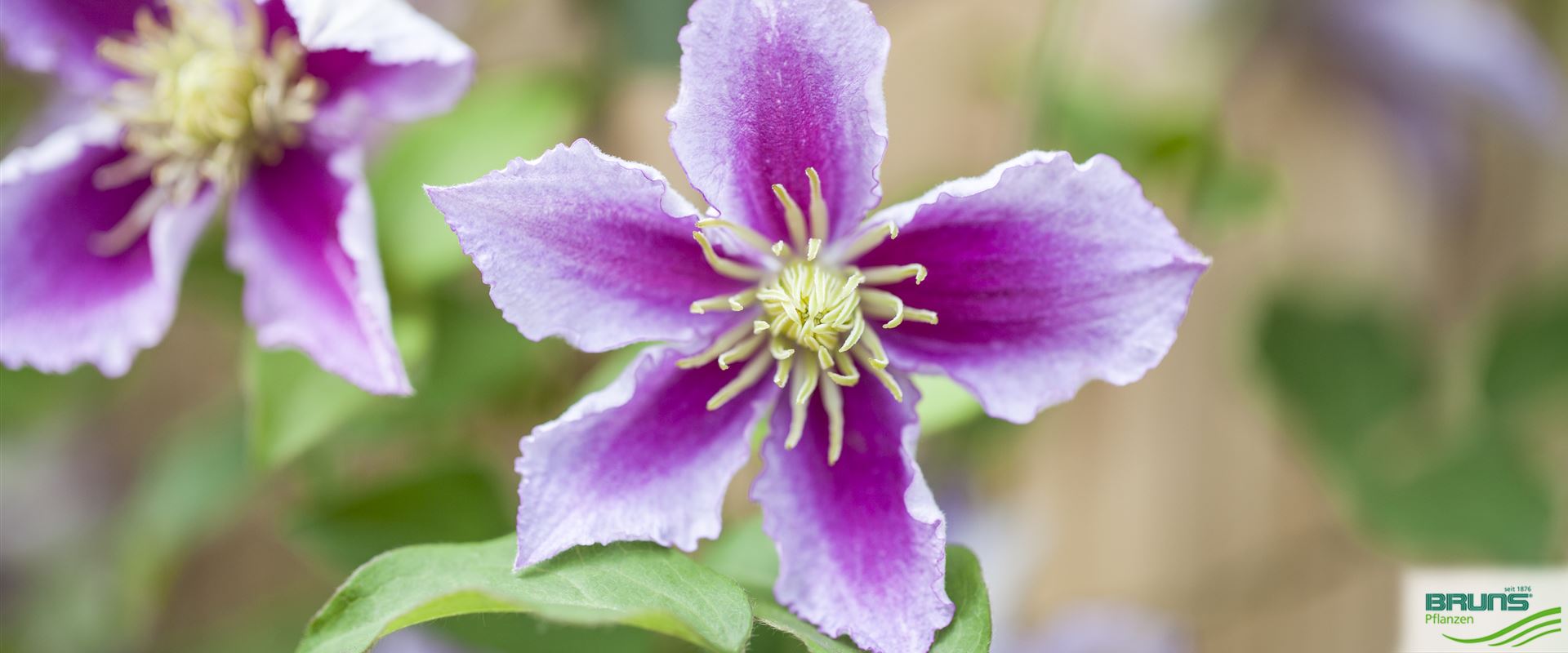 Clematis 'Piilu' von Bruns Pflanzen