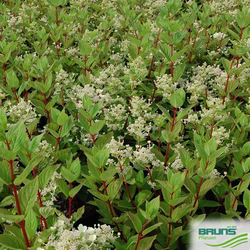 Hydrangea paniculata 'Early Sensation' (R) von Bruns Pflanzen