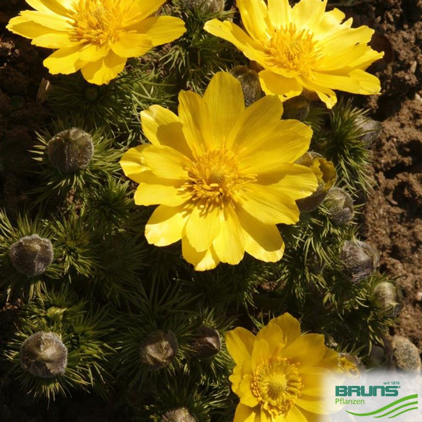 Adonis vernalis von Bruns Pflanzen