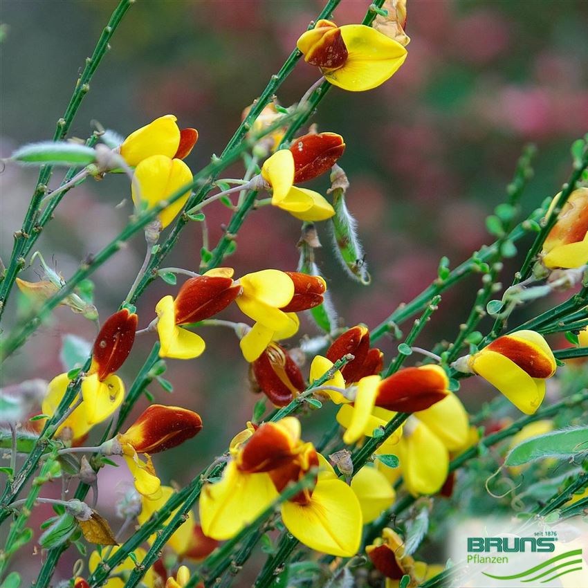 Cytisus scoparius 'Firefly' von Bruns Pflanzen