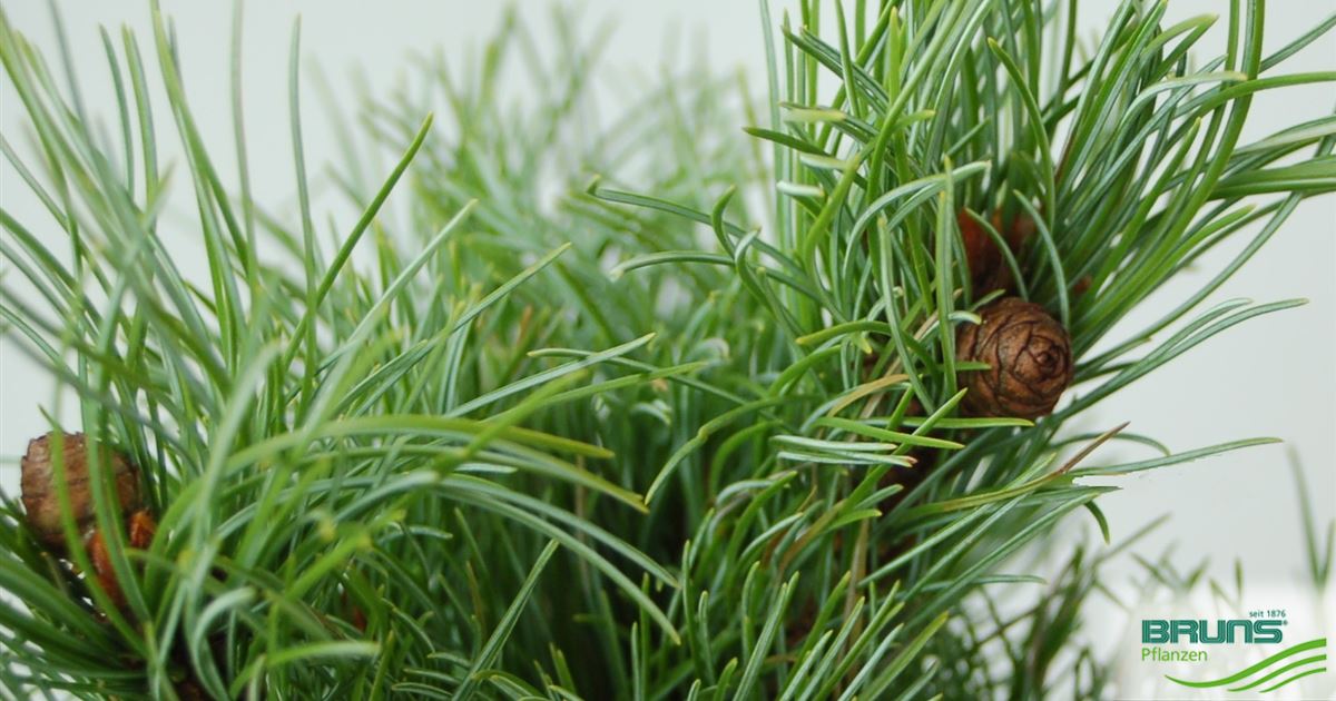 Pinus parviflora 'Tempelhof' von Bruns Pflanzen