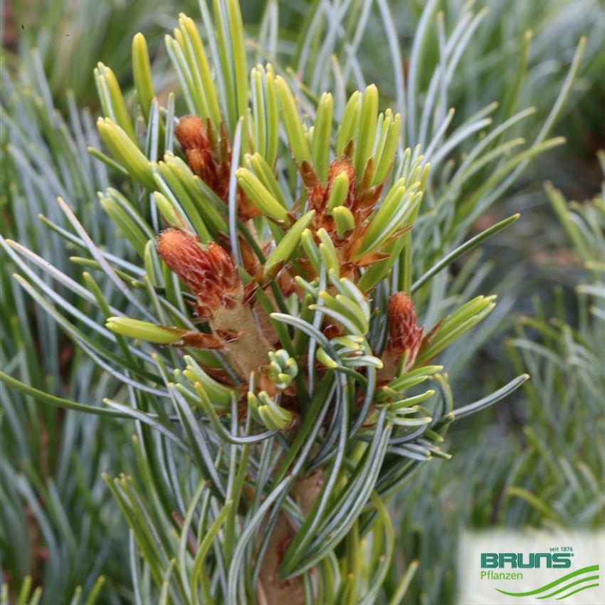 Pinus parviflora 'Tempelhof' von Bruns Pflanzen