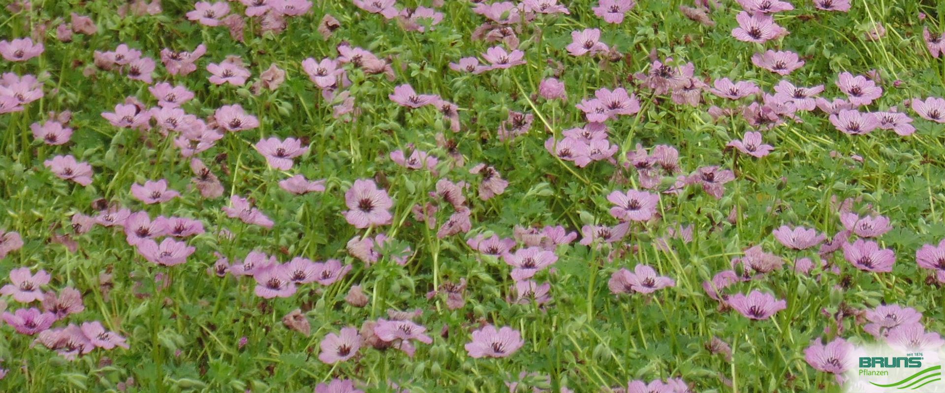 Geranium cinereum 'Ballerina' von Bruns Pflanzen