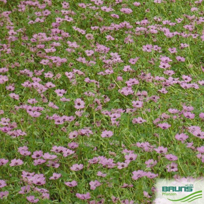 Geranium cinereum 'Ballerina' von Bruns Pflanzen