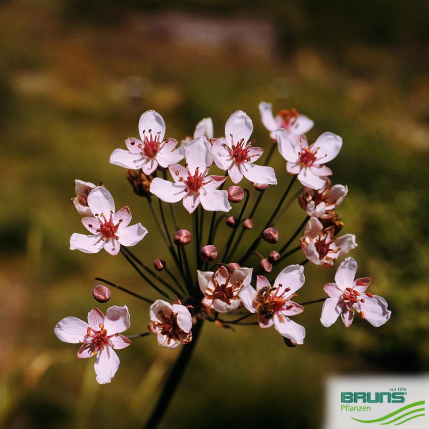 Butomus umbellatus von Bruns Pflanzen