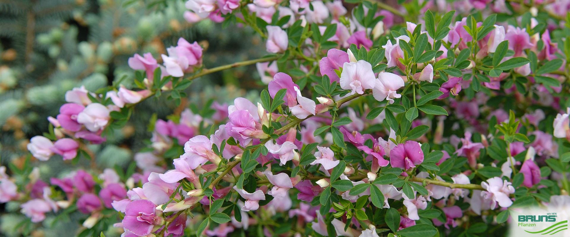 Cytisus purpureus von Bruns Pflanzen