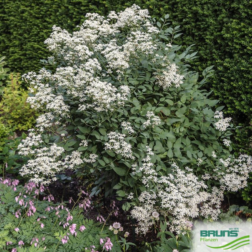 Clematis recta 'Purpurea' von Bruns Pflanzen