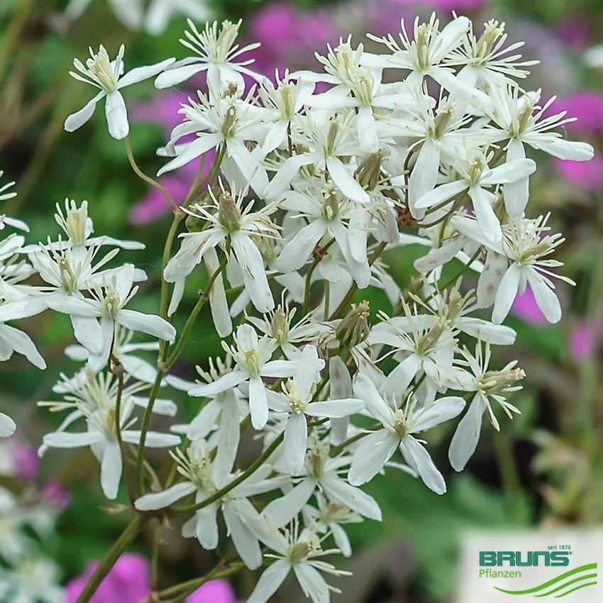 Clematis recta 'Purpurea' von Bruns Pflanzen