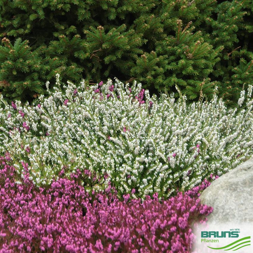 Erica darleyensis 'White Perfection' von Bruns Pflanzen