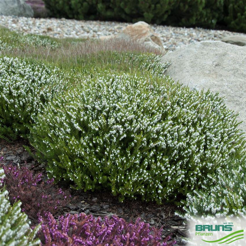 Erica darleyensis 'White Perfection' von Bruns Pflanzen