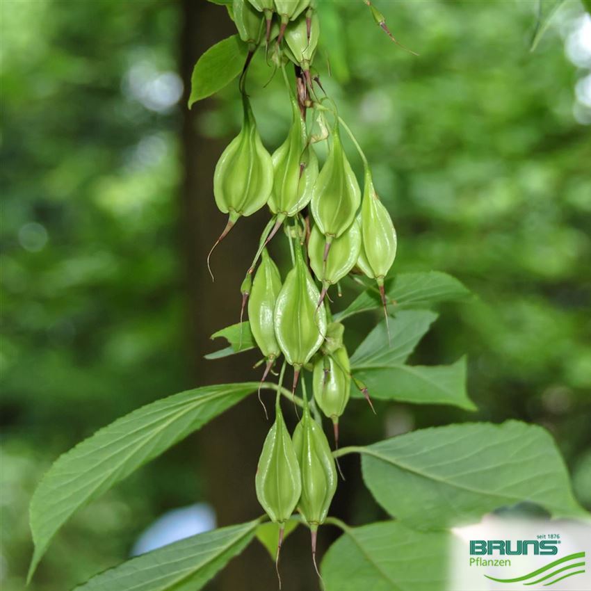 Halesia monticola, Mountain snowdrop tree von Bruns Pflanzen