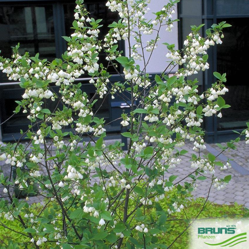Halesia monticola, Mountain snowdrop tree von Bruns Pflanzen