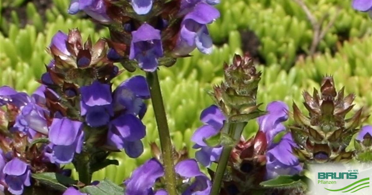 Prunella grandiflora, Large Self-Heal von Bruns Pflanzen
