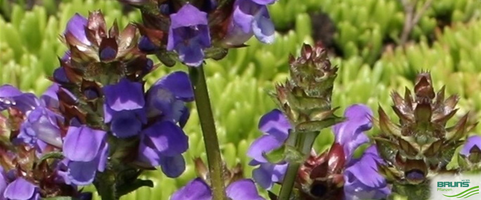 Prunella grandiflora, Large Self-Heal von Bruns Pflanzen