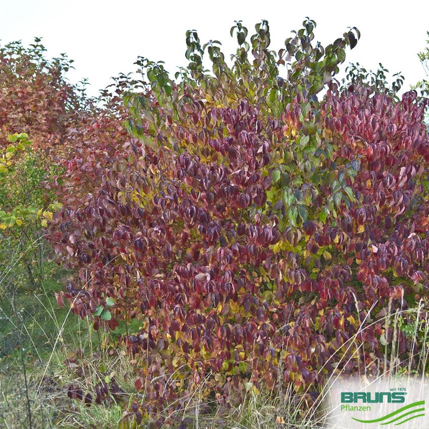 Cornus sanguinea, Dogwood von Bruns Pflanzen