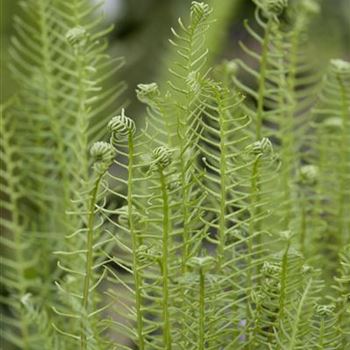Blechnum spicant, Hard Fern von Bruns Pflanzen