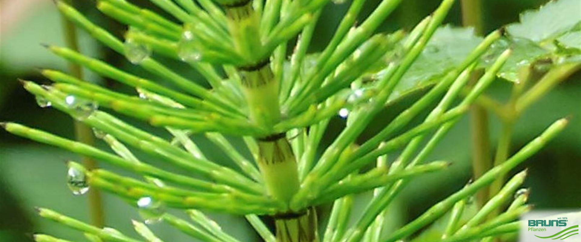 Equisetum hyemale von Bruns Pflanzen