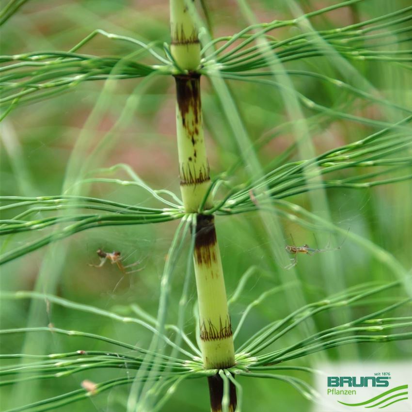 Equisetum hyemale von Bruns Pflanzen