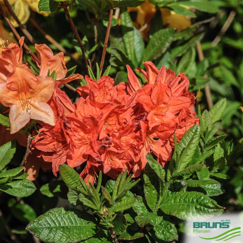Azalea mollis x sin. 'Koster's Brilliant Red' von Bruns Pflanzen