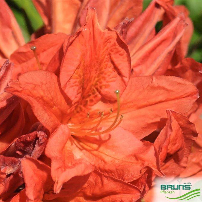 Azalea mollis x sin. 'Koster's Brilliant Red' von Bruns Pflanzen