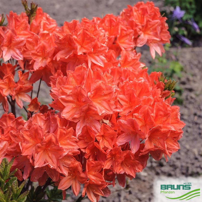 Azalea mollis x sin. 'Koster's Brilliant Red' von Bruns Pflanzen