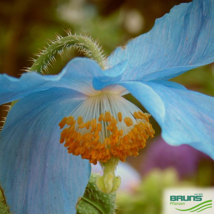 Meconopsis betonicifolia, Himalayan Blue Poppy von Bruns Pflanzen