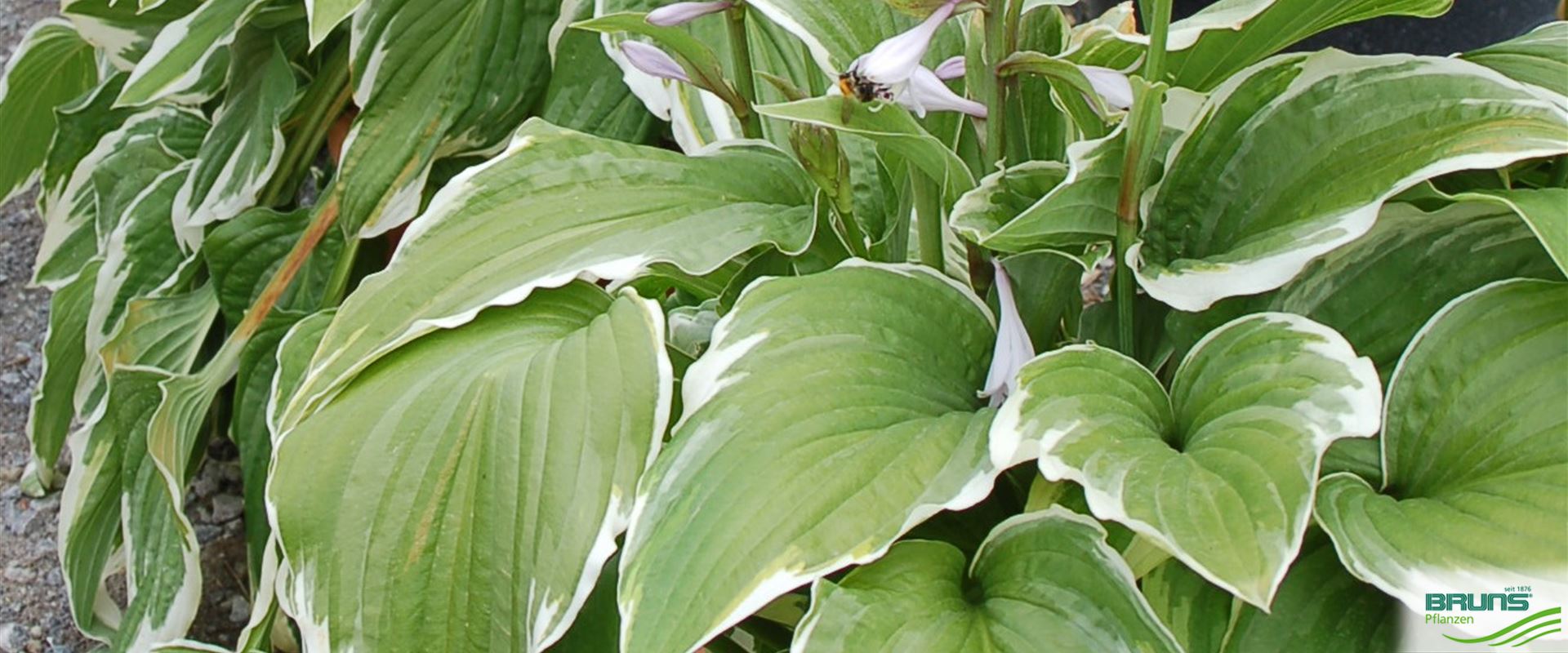 Hosta fortunei 'Moerheim' von Bruns Pflanzen