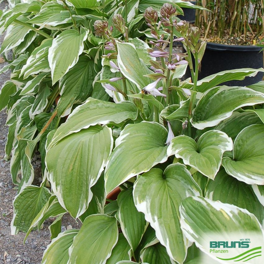 Hosta fortunei 'Moerheim' von Bruns Pflanzen