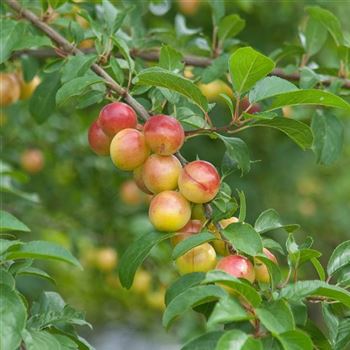 Prunus cerasifera, Kirsch-Pflaume, Myrobalane von Bruns Pflanzen
