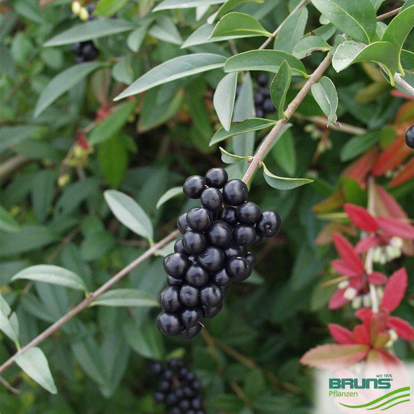 Ligustrum vulgare, Gewöhnlicher Liguster, Rainweide, Zaunriegel von ...
