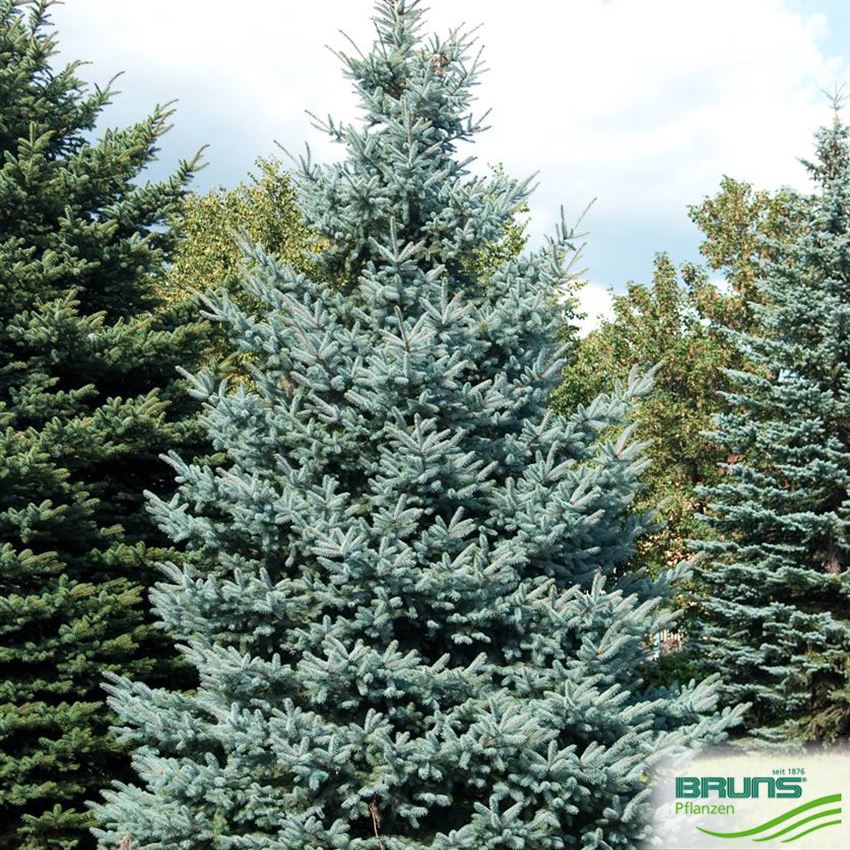 Picea pungens 'Hoopsii' von Bruns Pflanzen